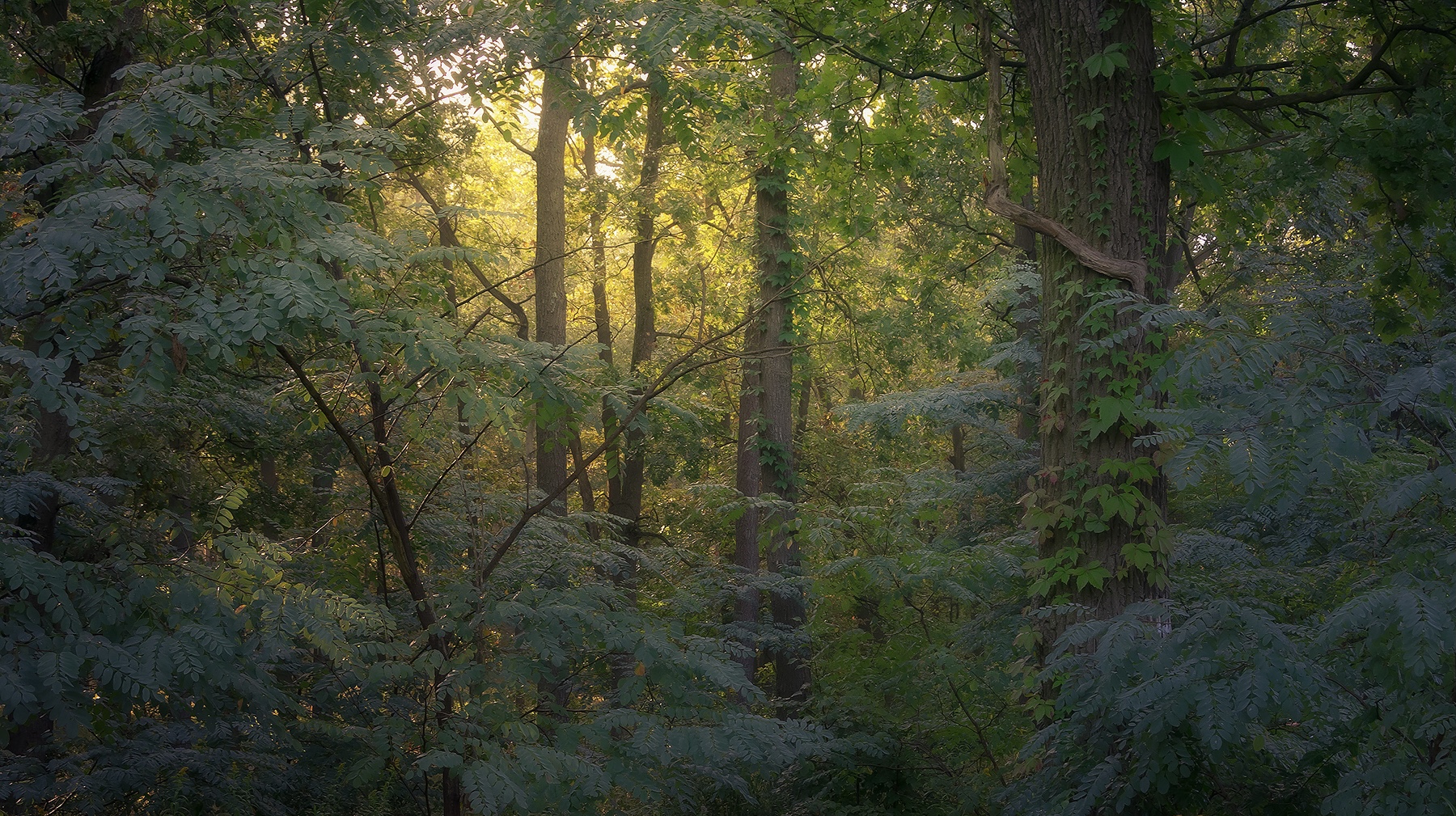 Letní les | Jan Bainar Photography