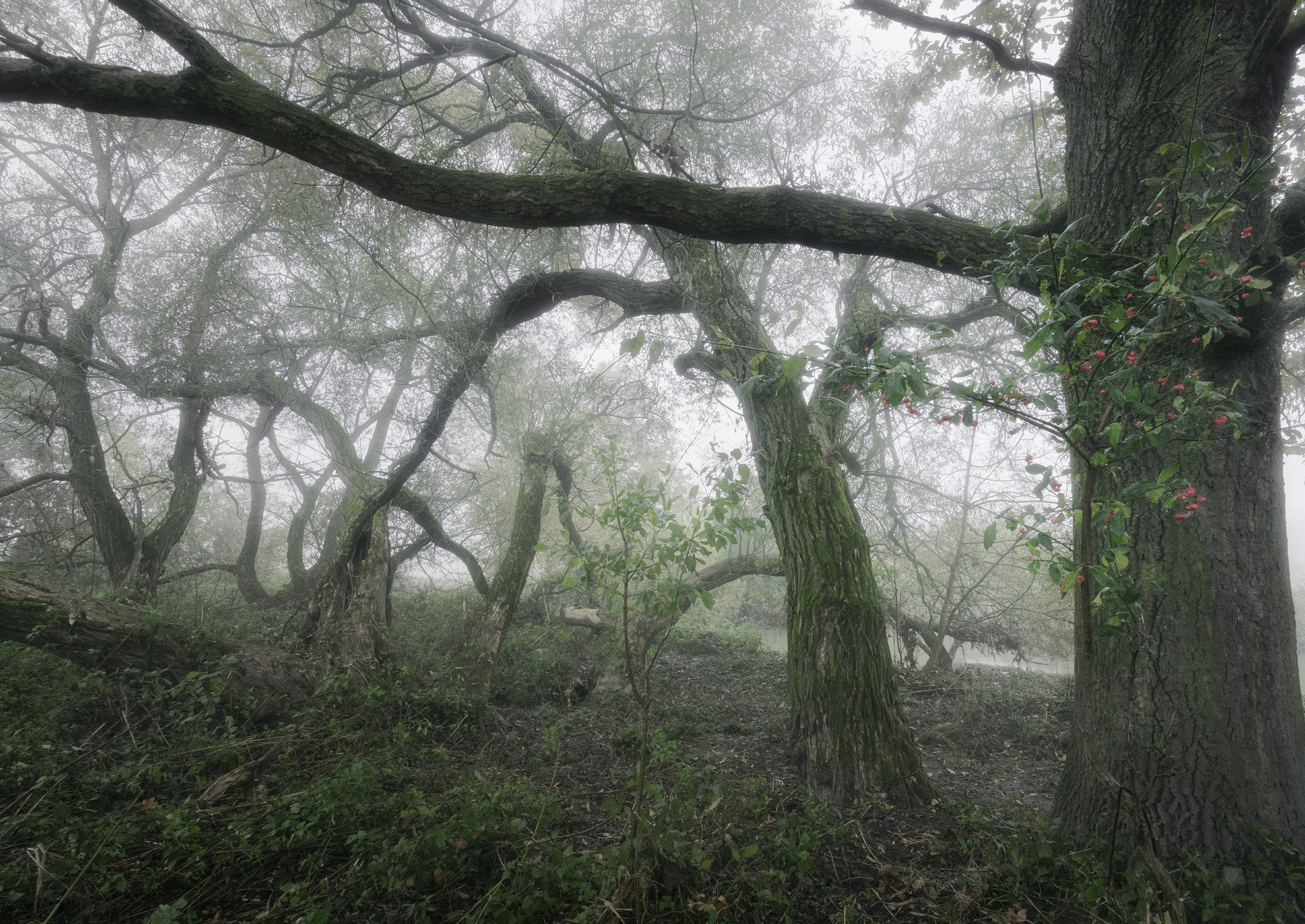 Willow Forest at River | Jan Bainar Photography