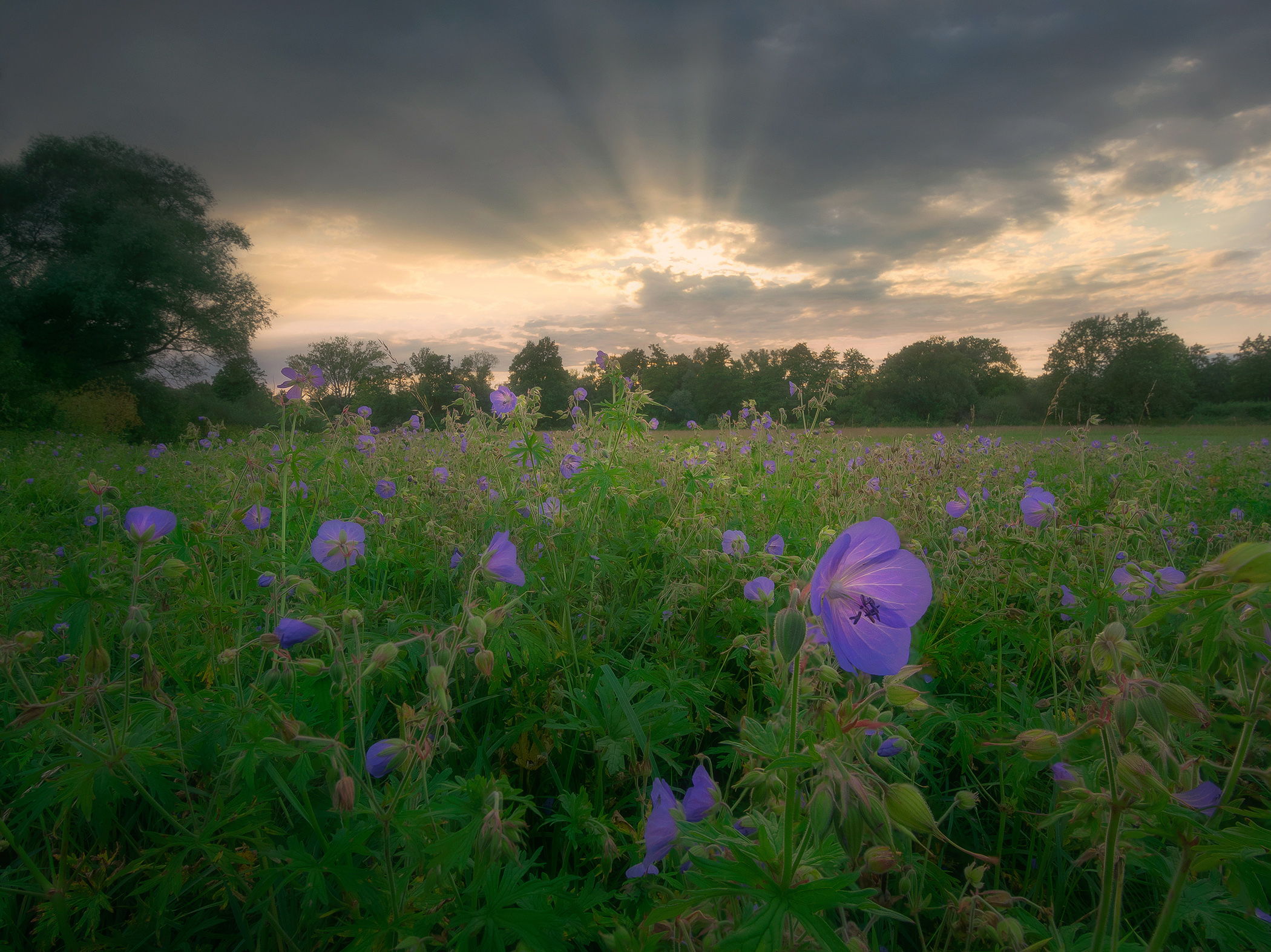 Meadow Cranesbill | Jan Bainar Photography